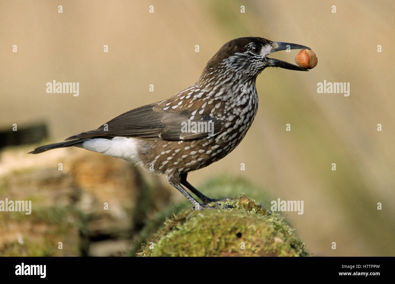 Spotted Nutcracker (Nucifraga caryocatactes) with nut in its beak ...