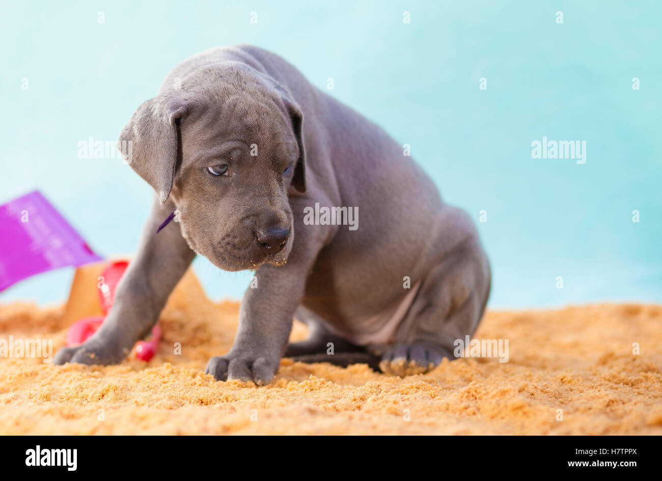 Gray Great Dane purebred puppy on the sand ready to play Stock Photo ...
