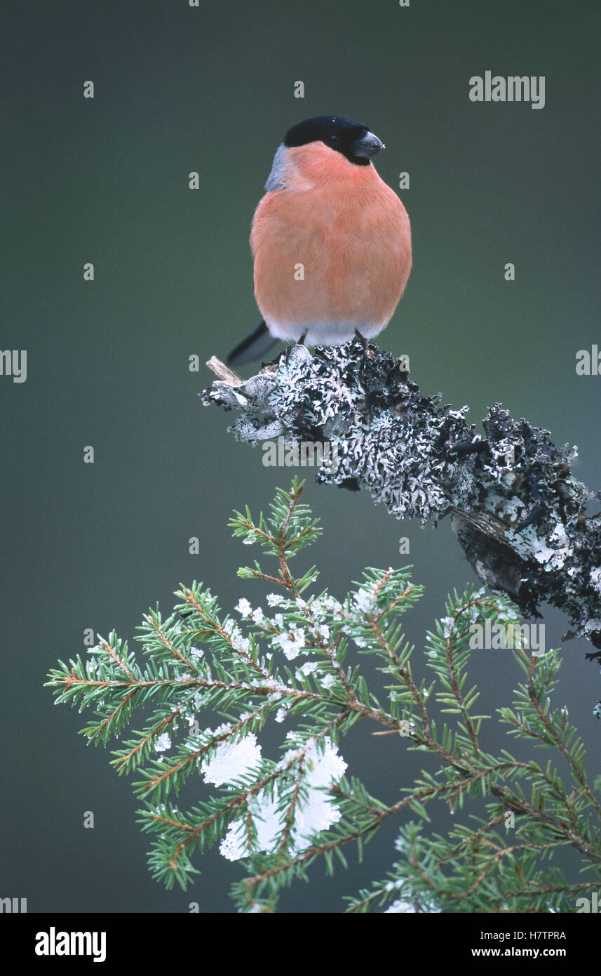Eurasian Bullfinch (Pyrrhula pyrrhula) perching, Europe Stock Photo - Alamy