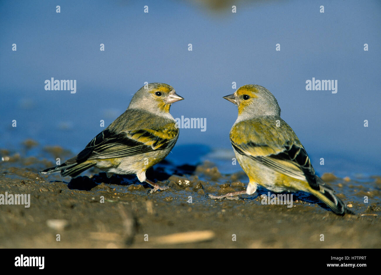 Citril Finch (Carduelis citrinella) pair drinking, Europe Stock Photo ...