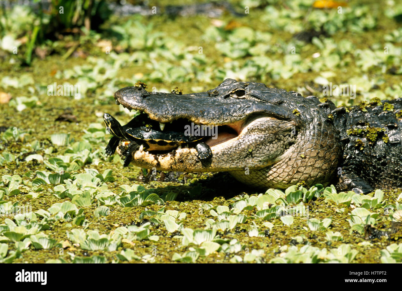 American Alligator (Alligator mississippiensis) eating a Yellow-bellied ...