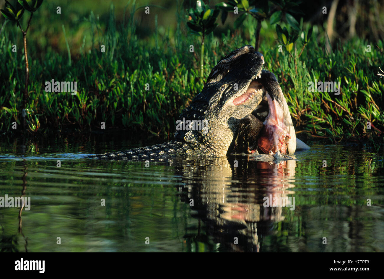 American Alligator (Alligator mississippiensis) two adults fighting ...