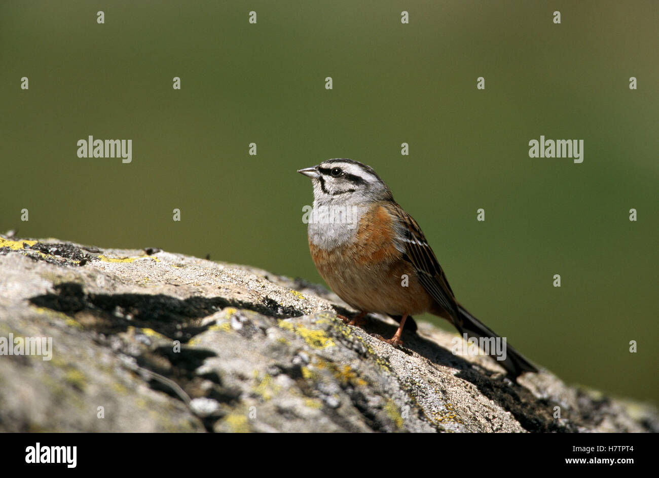 Rock Bunting (Emberiza cia) adult male, North America Stock Photo - Alamy