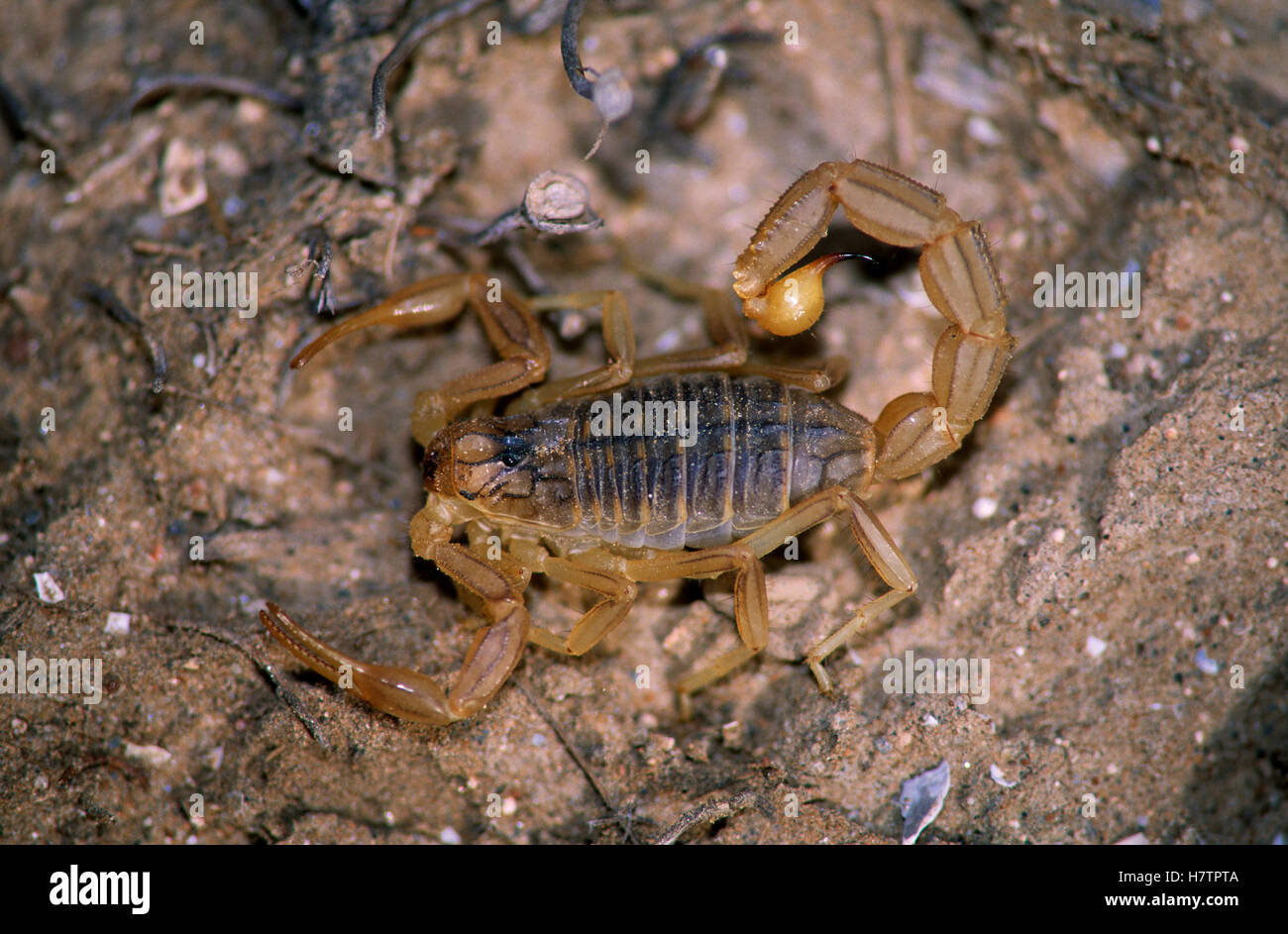 Common European Scorpion (Buthus occitanus) highly poisonous species ...