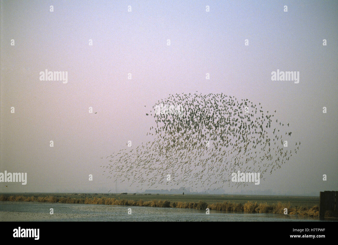 Peregrine Falcon (Falco peregrinus) and flock of birds, Europe Stock ...