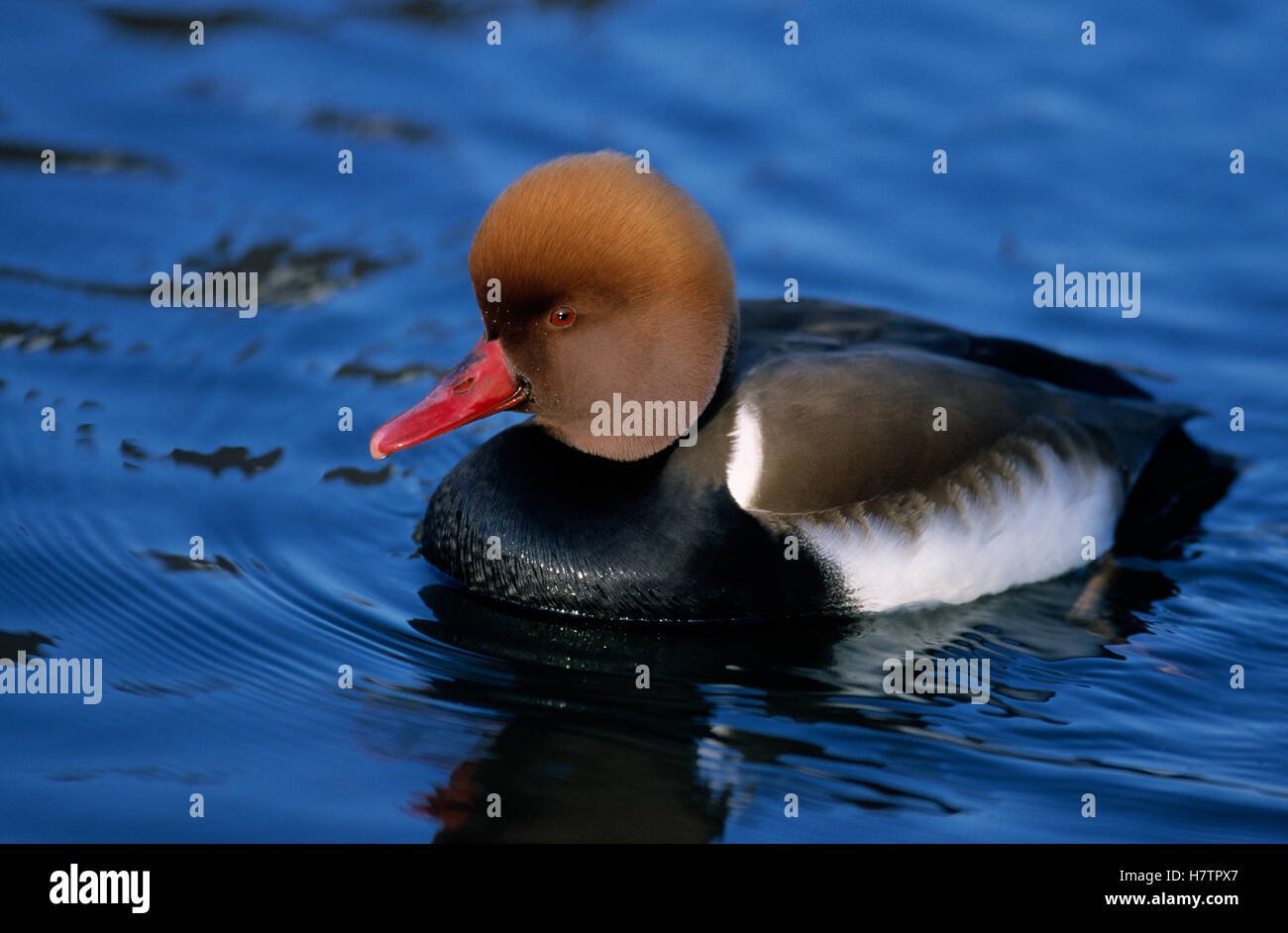 Red-crested Pochard (Netta rufina) male swimming, Europe Stock Photo ...