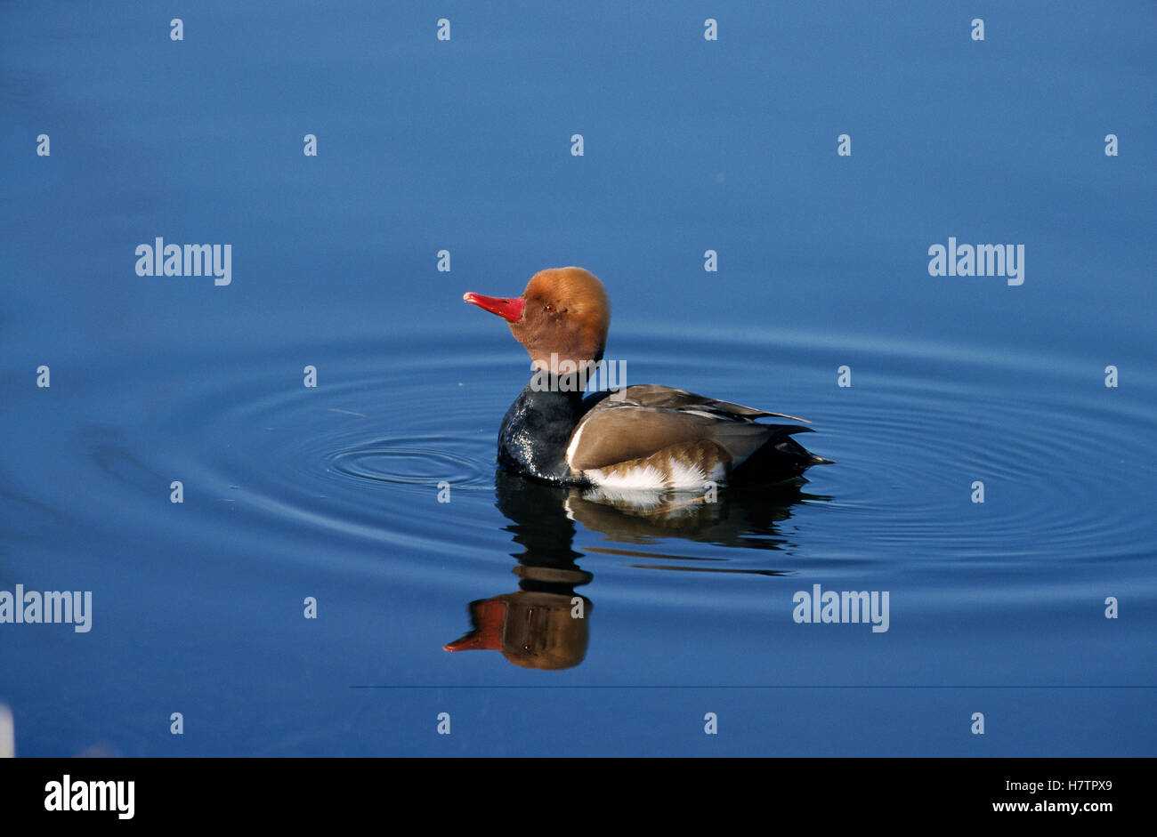 Red-crested Pochard (Netta rufina) male, Europe Stock Photo - Alamy