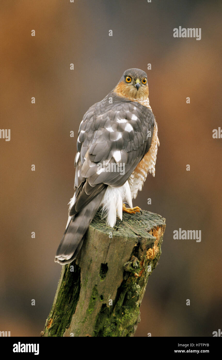Eurasian Sparrowhawk (Accipiter nisus), Europe Stock Photo - Alamy
