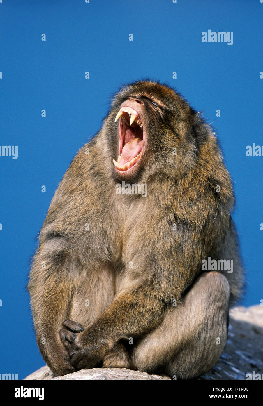 Barbary Macaque (Macaca sylvanus) yawning and baring teeth Stock Photo ...