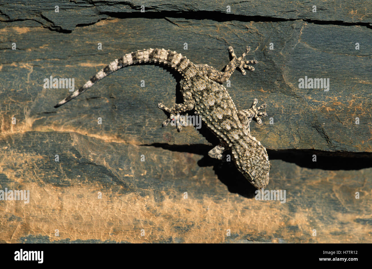 Moorish Wall Gecko (Tarentola mauritanica) portrait, top view, Europe ...