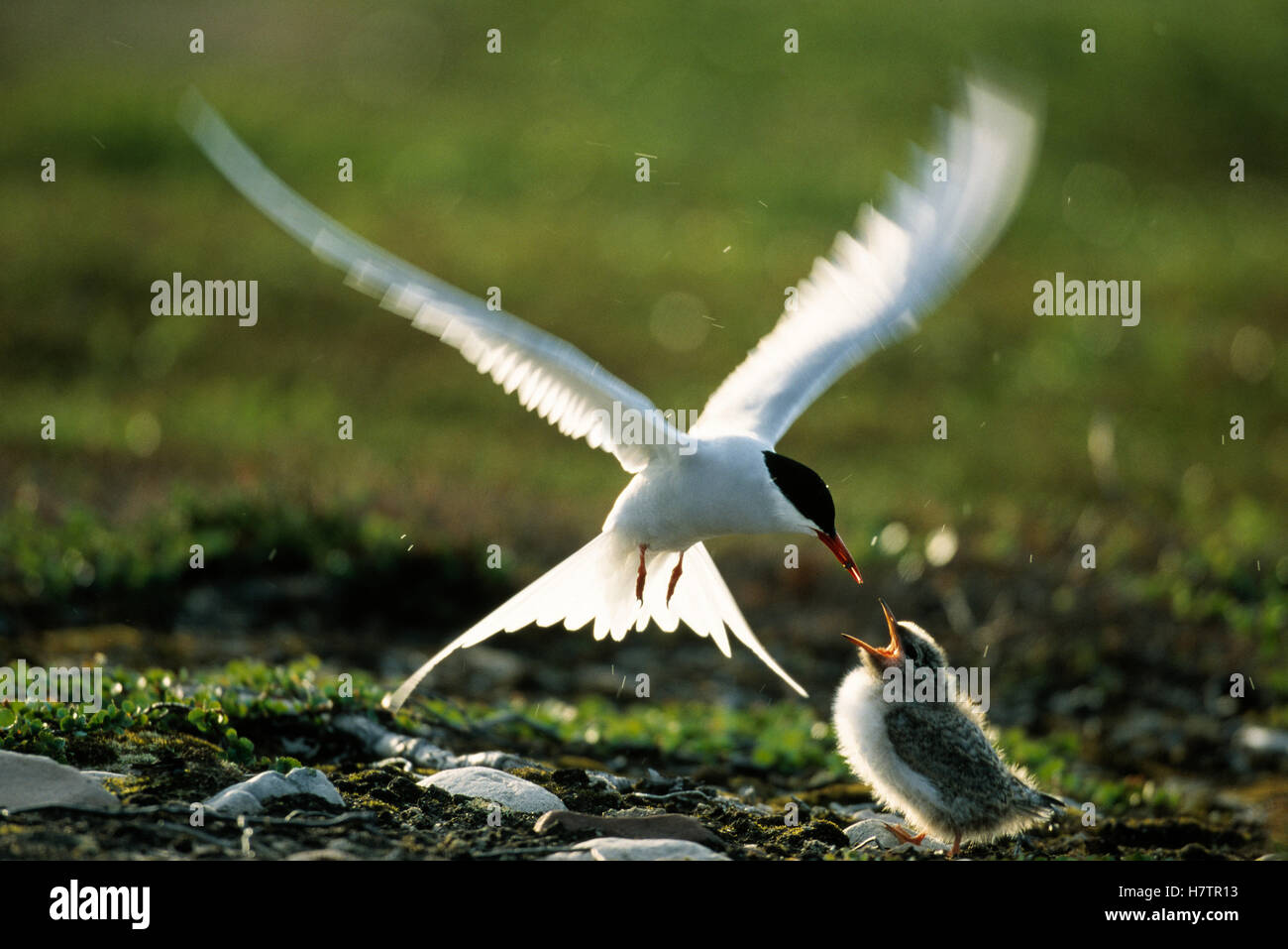 Arctic Tern (Sterna paradisaea) adult feeding chick, Europe Stock Photo ...