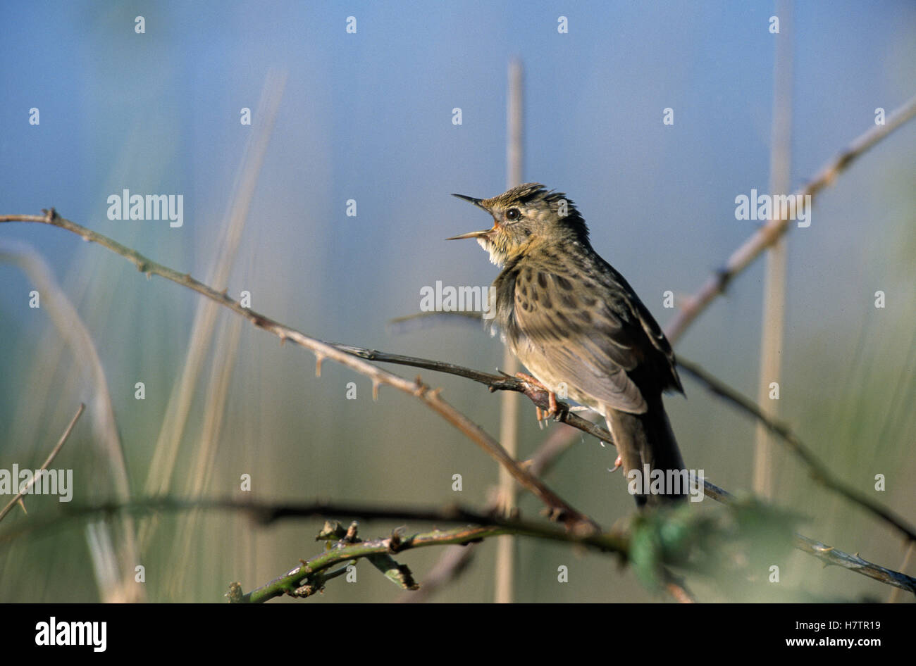 Grasshopper Warbler (Locustella naevia) singing, Europe Stock Photo - Alamy
