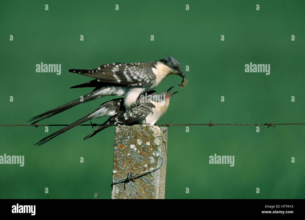 Great Spotted Cuckoo (Clamator glandarius) pair copulating, Europe ...