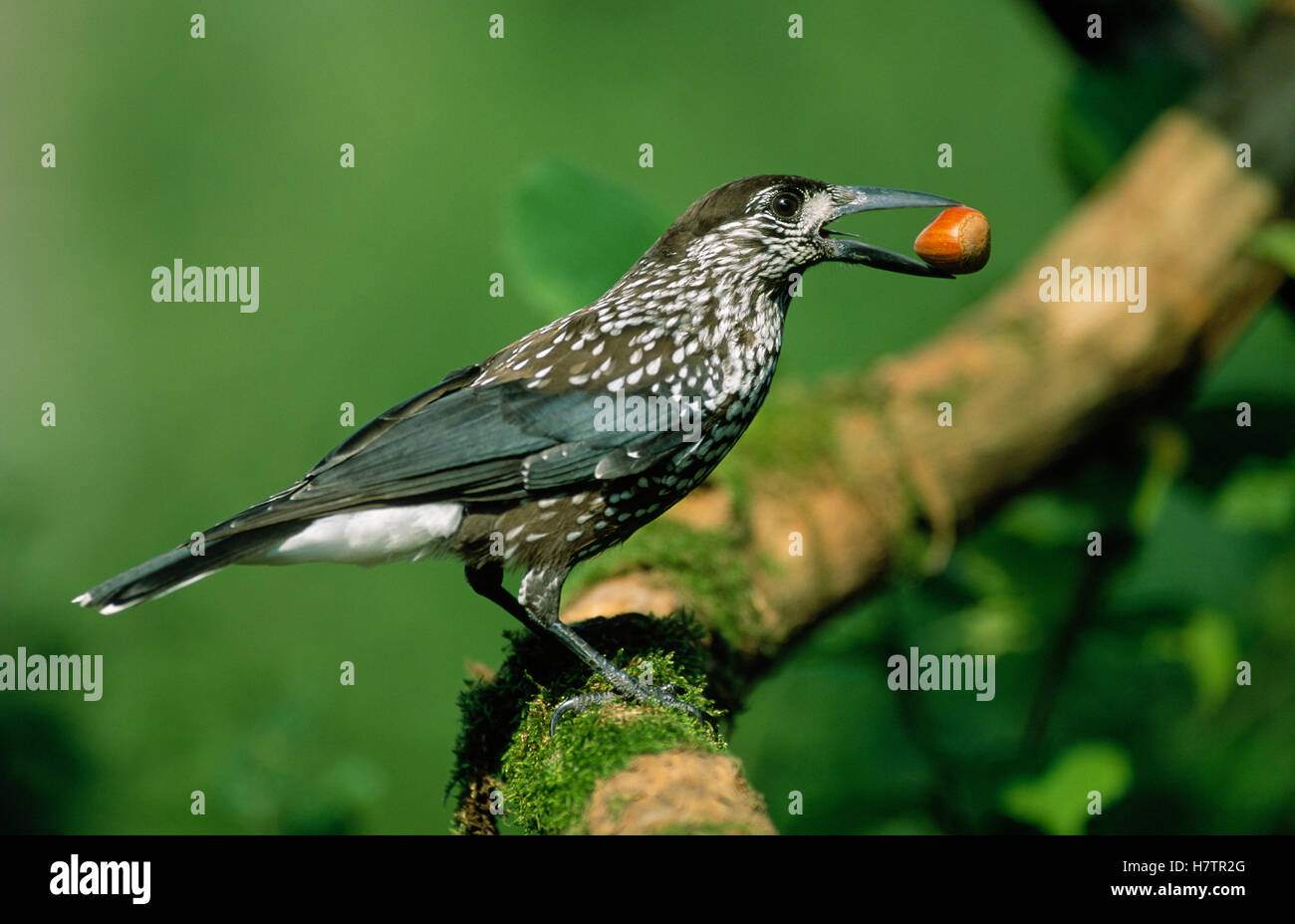 Spotted Nutcracker (Nucifraga caryocatactes) with nut in beak, Europe ...