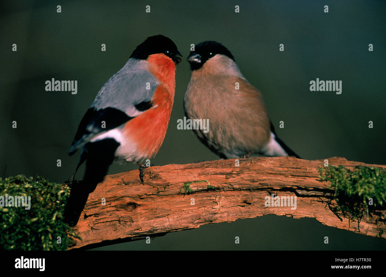 Eurasian Bullfinch (Pyrrhula pyrrhula) male and female, Europe Stock ...