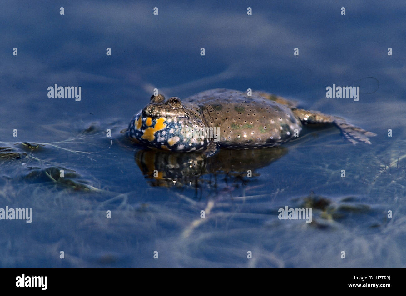 Yellow-bellied Toad (Bombina variegata) with inflated throat pouch ...