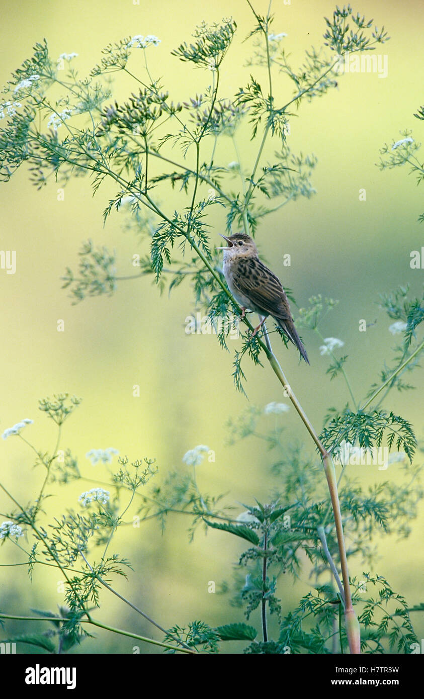 Grasshopper Warbler (Locustella naevia) singing, Europe Stock Photo - Alamy
