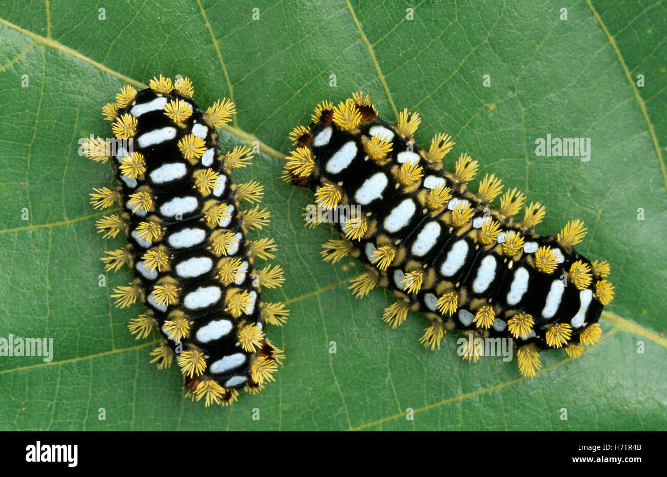 Cup Moth (Limacodidae) two caterpillars on leaf Stock Photo - Alamy