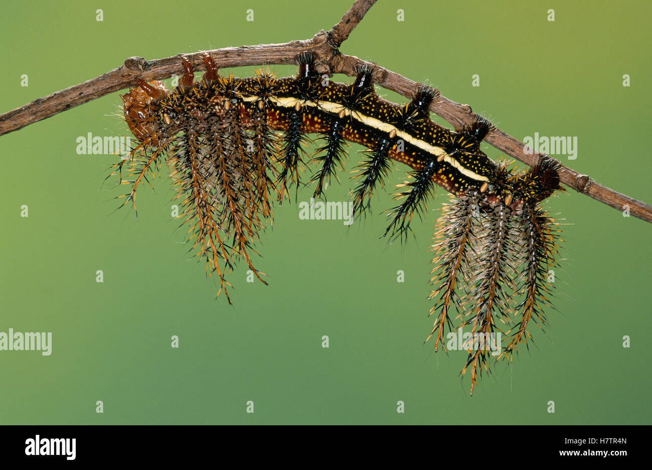 Moth (Automeris banus) caterpillar on twig, Europe Stock Photo - Alamy