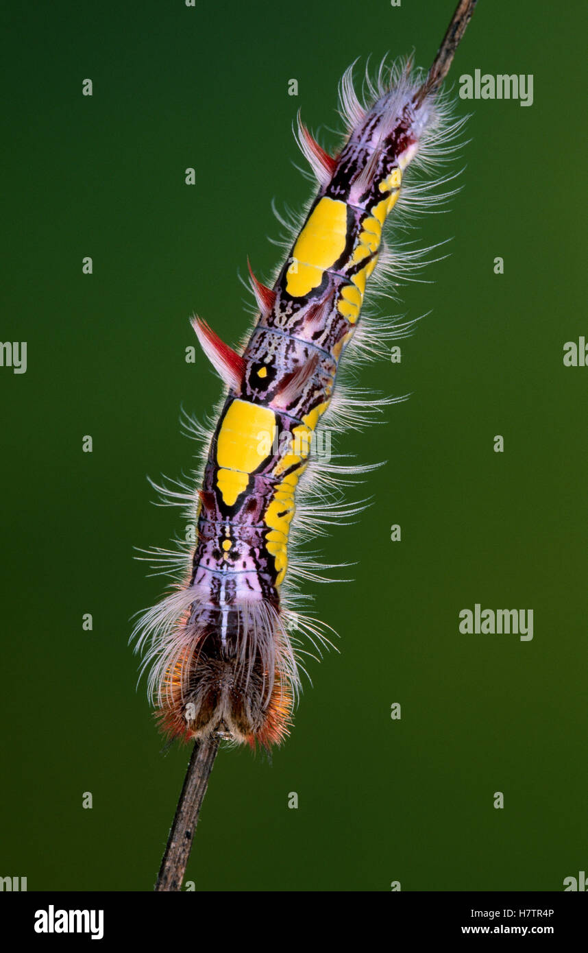 Blue Morpho (Morpho peleides) butterfly, caterpillar on twig Stock ...