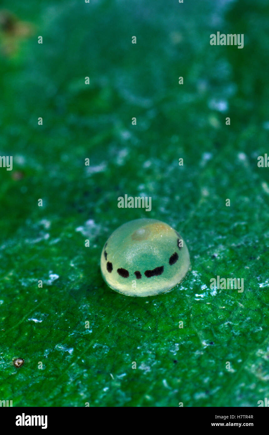 Blue Morpho (Morpho peleides) butterfly, egg on leaf Stock Photo - Alamy