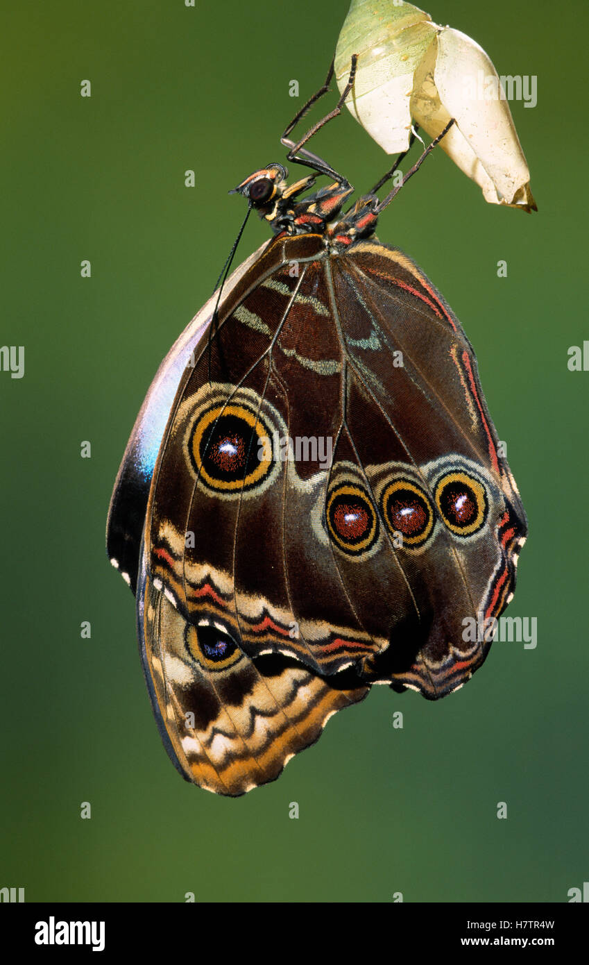Blue Morpho (Morpho peleides) butterfly, adult emerging from chrysalis ...