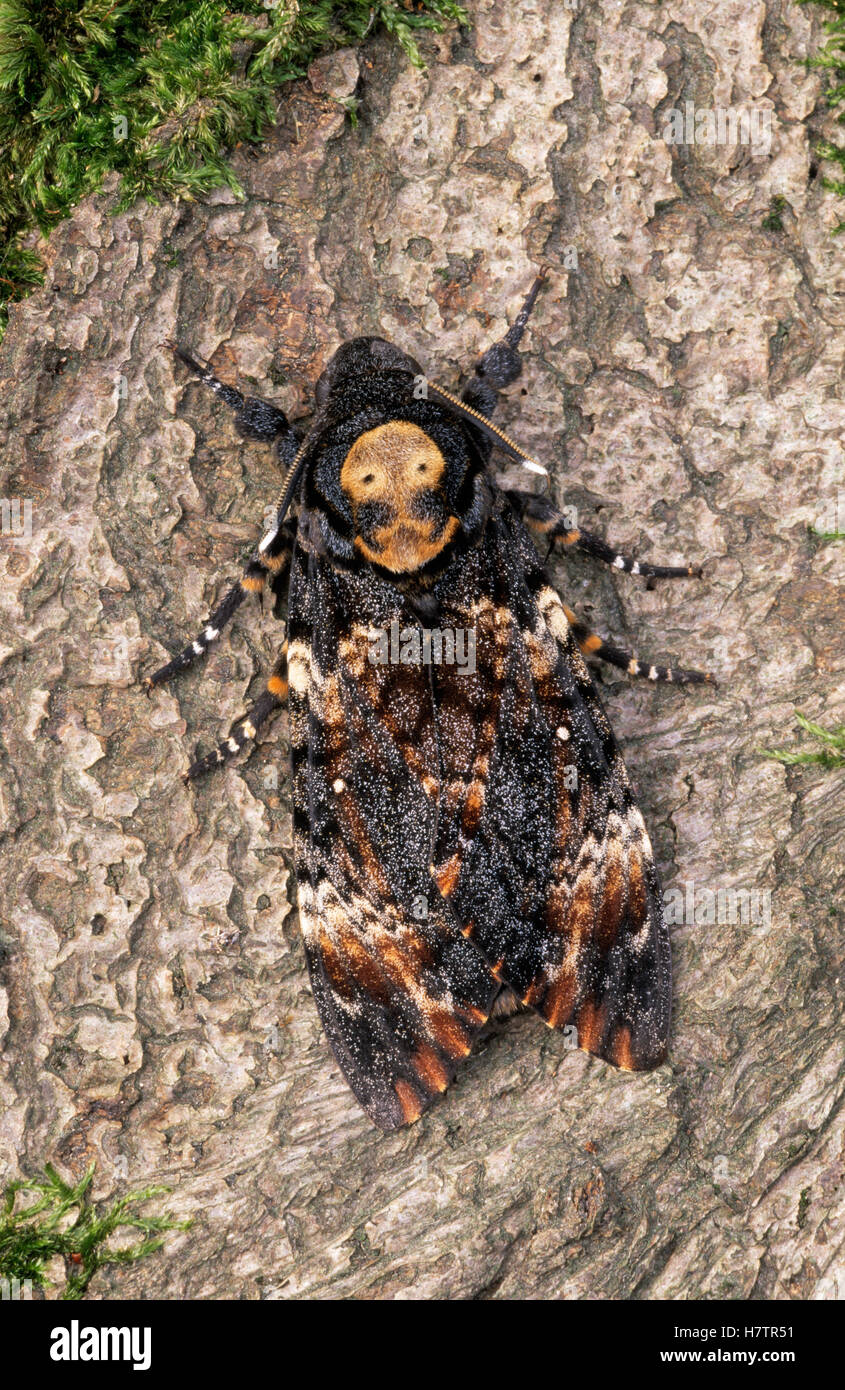 Death's Head Hawk Moth (Acherontia atropos) adult, Europe Stock Photo ...