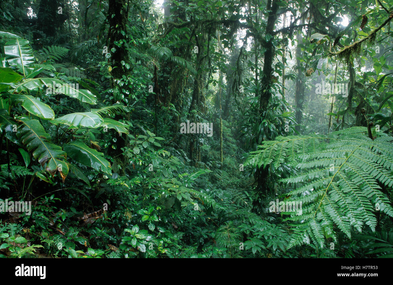 Rainforest, Monte Verde, Costa Rica Stock Photo - Alamy