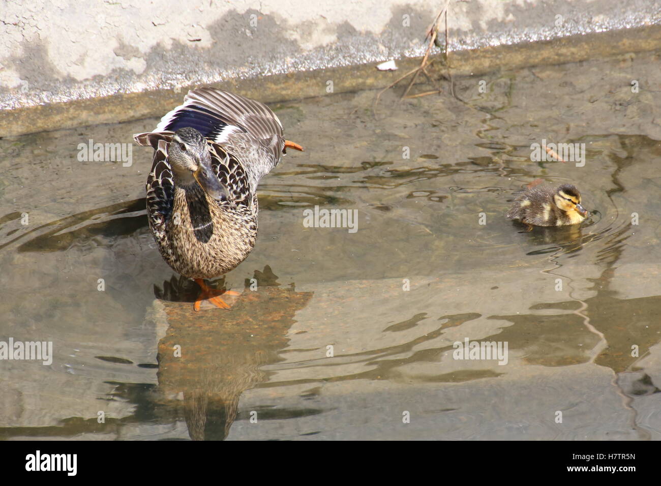 Duckling stretching hi-res stock photography and images - Alamy