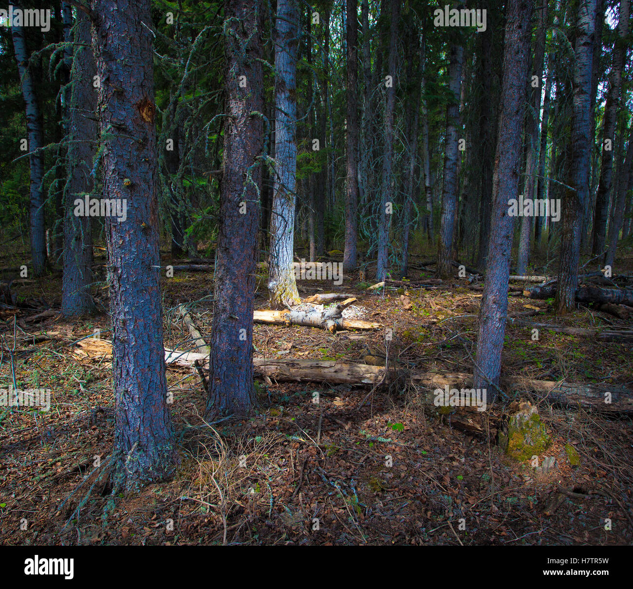 Light seeping into a thick stand of trees in the morning Stock Photo ...
