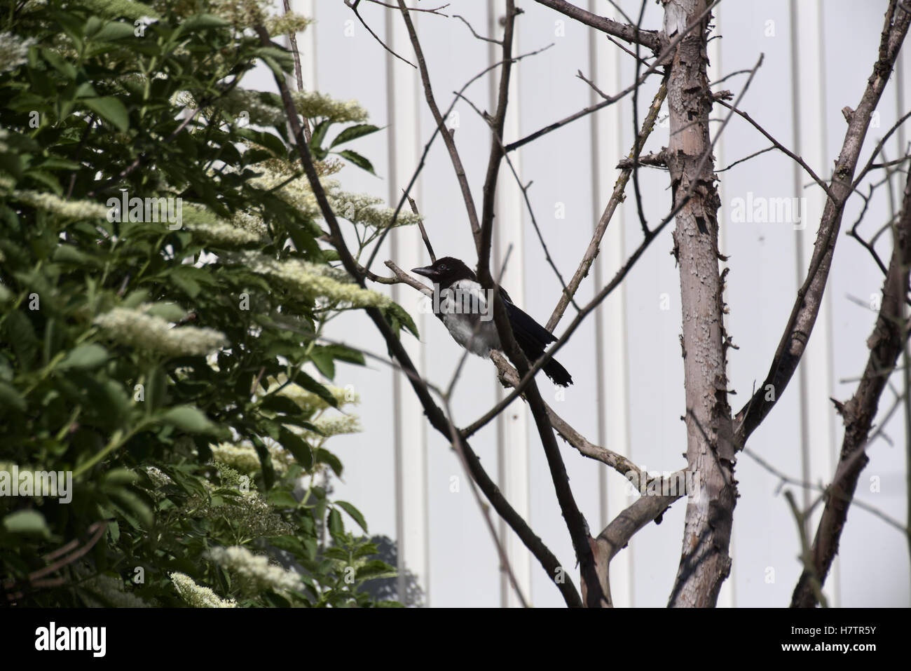 Young common magpie (Pica pica) sittinh in a tree Stock Photo - Alamy