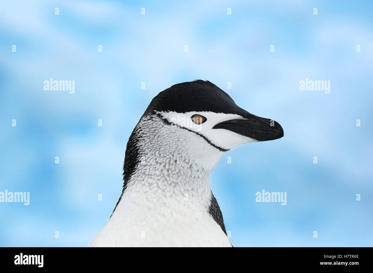 Chinstrap Penguin (Pygoscelis antarctica) portrait, Antarctica Stock ...