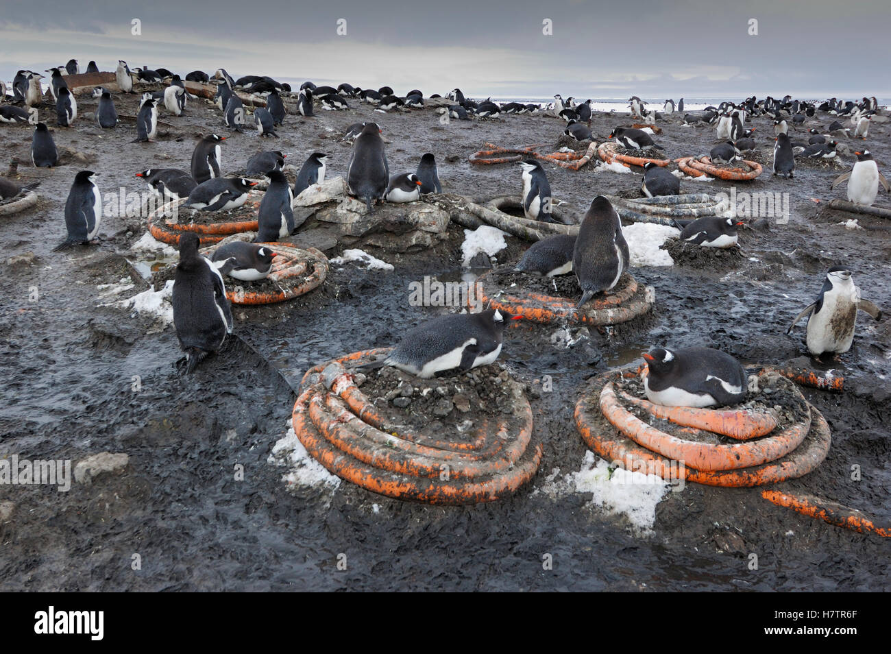Chinstrap Penguin (Pygoscelis antarctica) colony nesting on used hoses ...