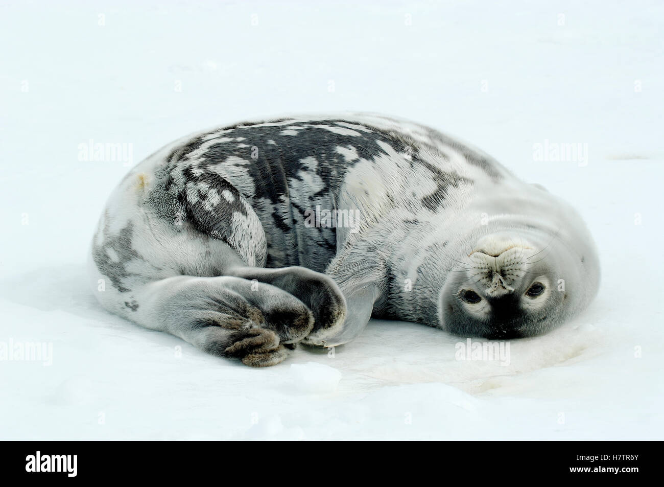 Weddell Seal (Leptonychotes weddellii) lying on ice, Atka Bay ...