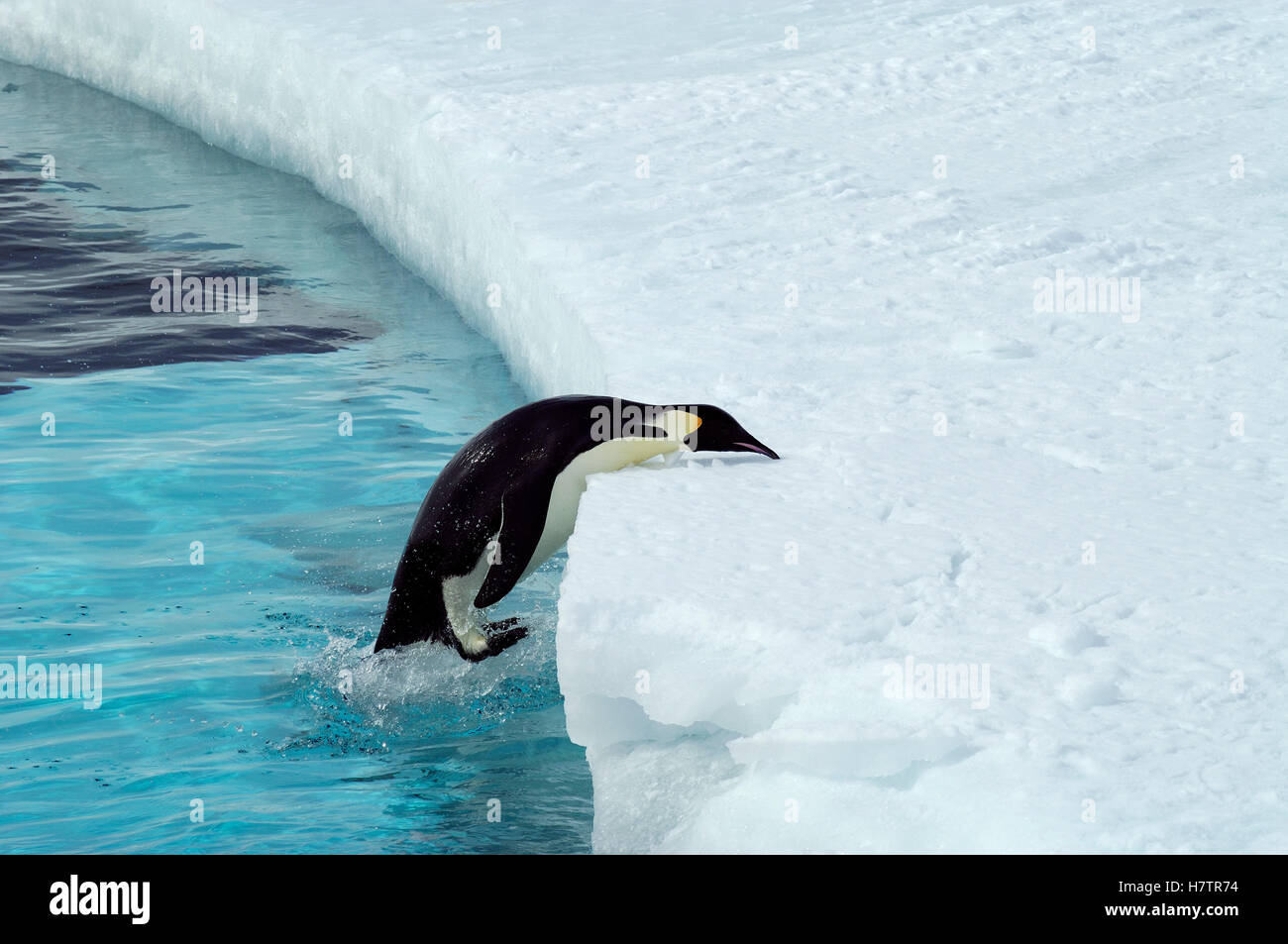 Emperor Penguin (Aptenodytes forsteri) jumping on the ice from the ...