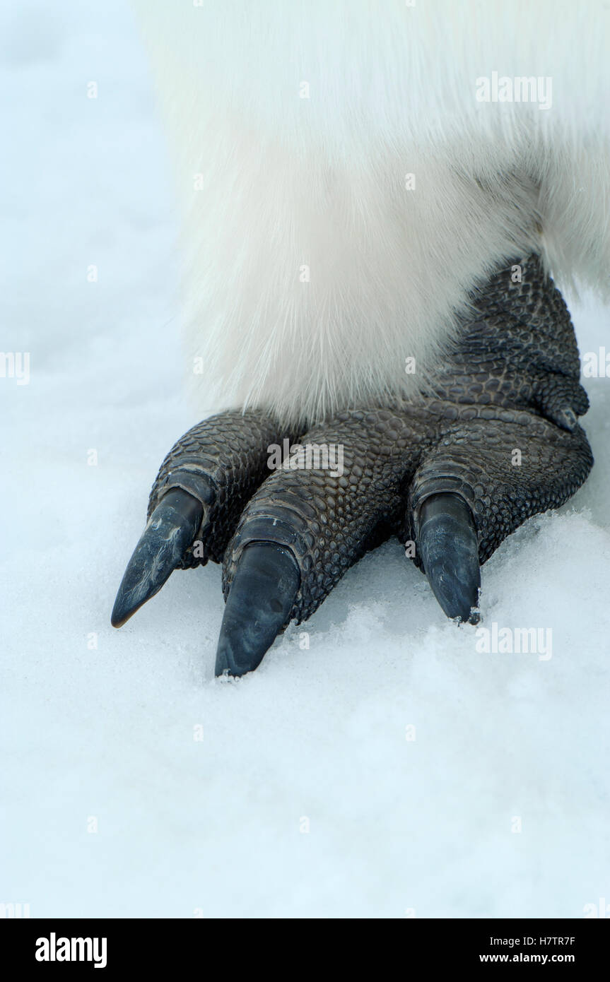 Emperor Penguin (Aptenodytes forsteri) foot, Antarctica Stock Photo - Alamy