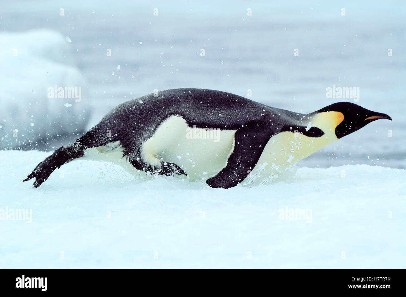Emperor Penguin (Aptenodytes forsteri) tobogganing on ice, Antarctica ...