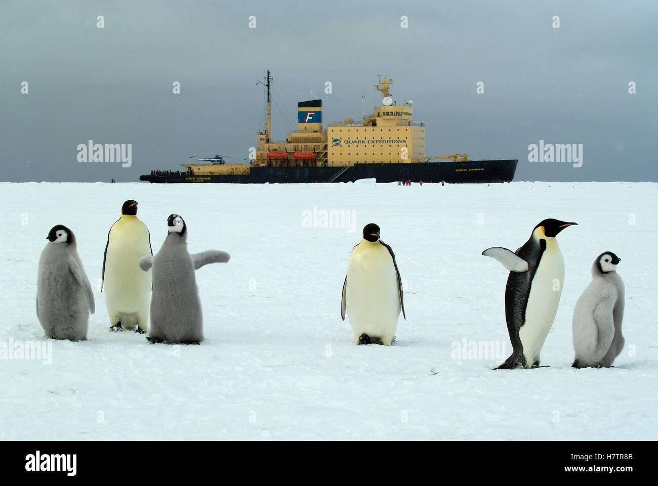 Emperor Penguin (Aptenodytes forsteri) group with the Russian ...