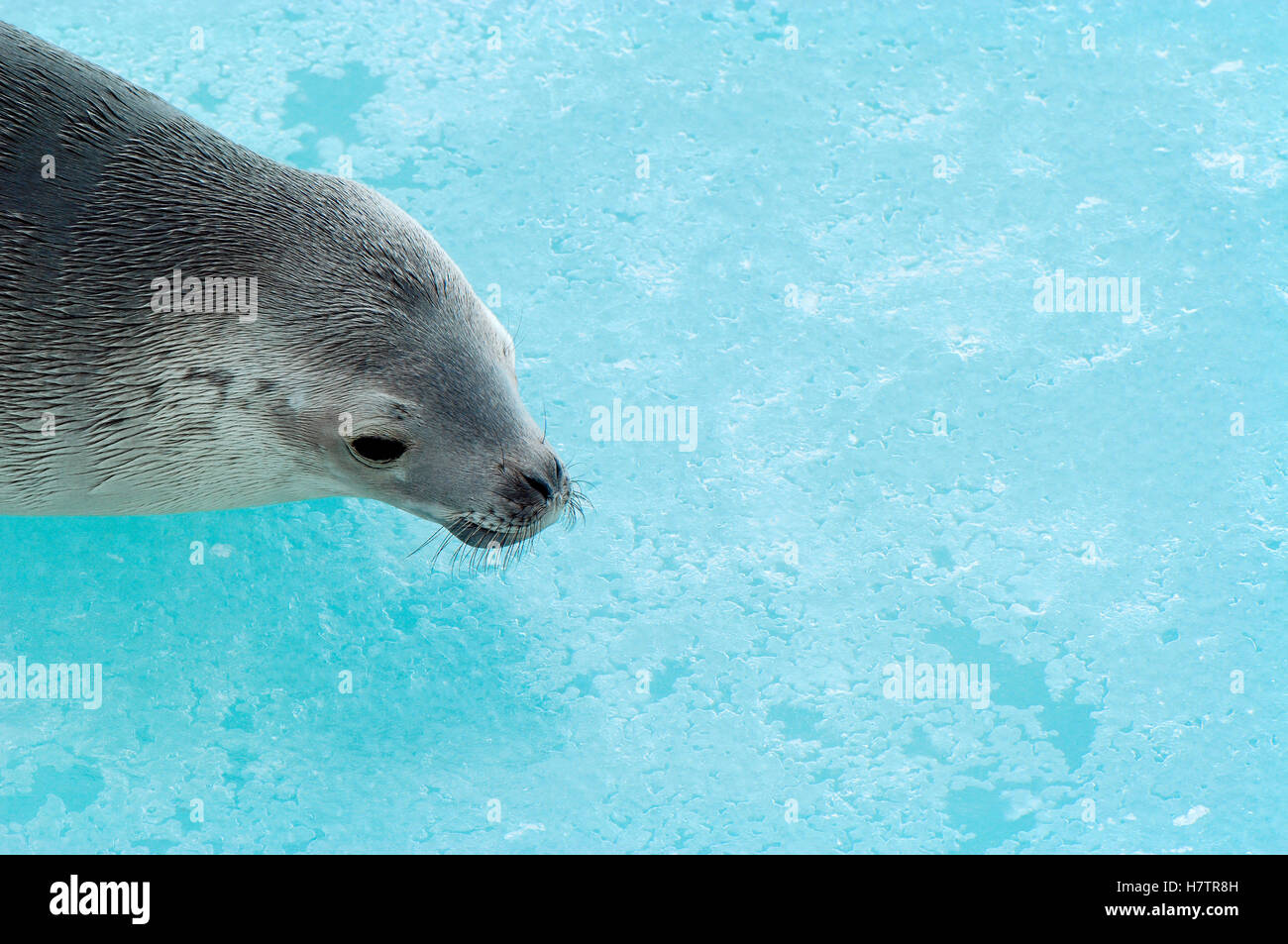 Crabeater Seal (Lobodon carcinophagus), Snow Hill Island, Antarctica ...
