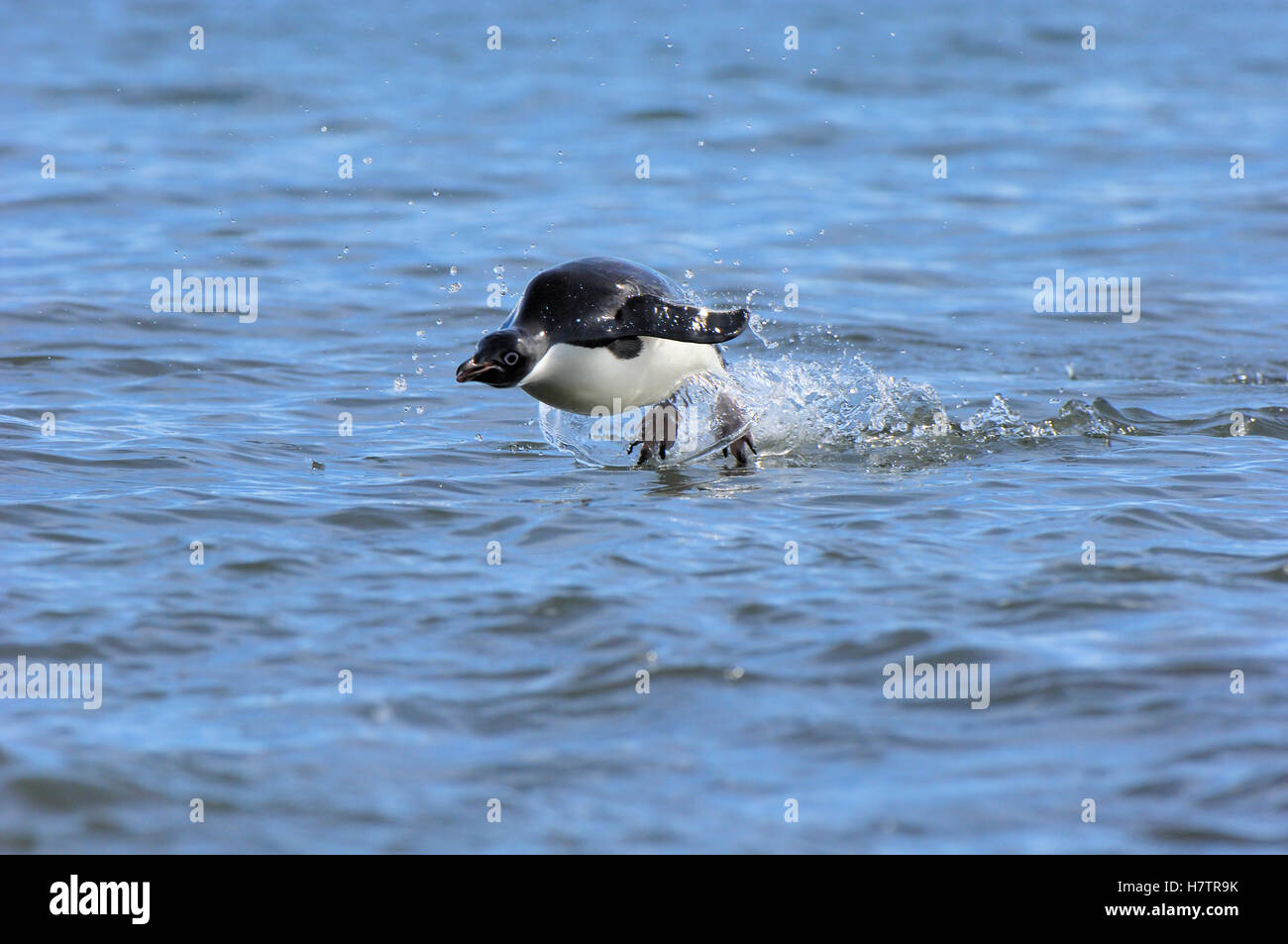 Adelie Penguin (Pygoscelis adeliae) porpoising through water ...