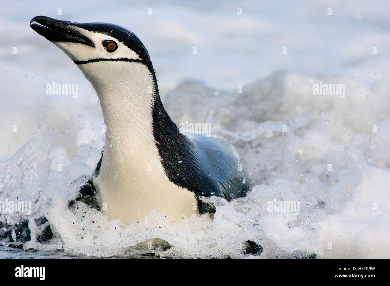 Chinstrap Penguin (Pygoscelis antarctica) coming ashore, Bailey Head ...