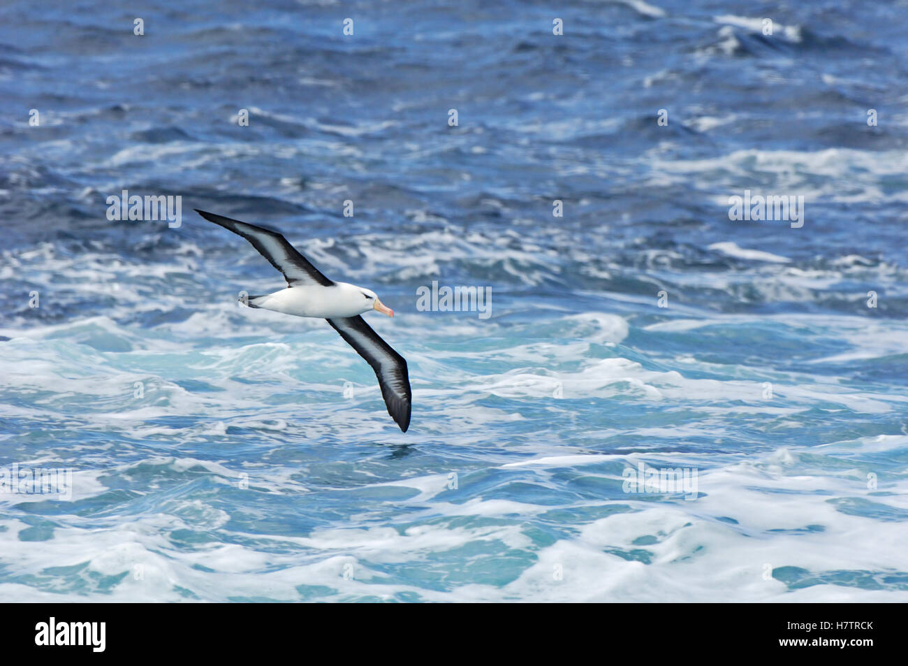 Black-browed Albatross (Thalassarche melanophrys) flying over sea ...