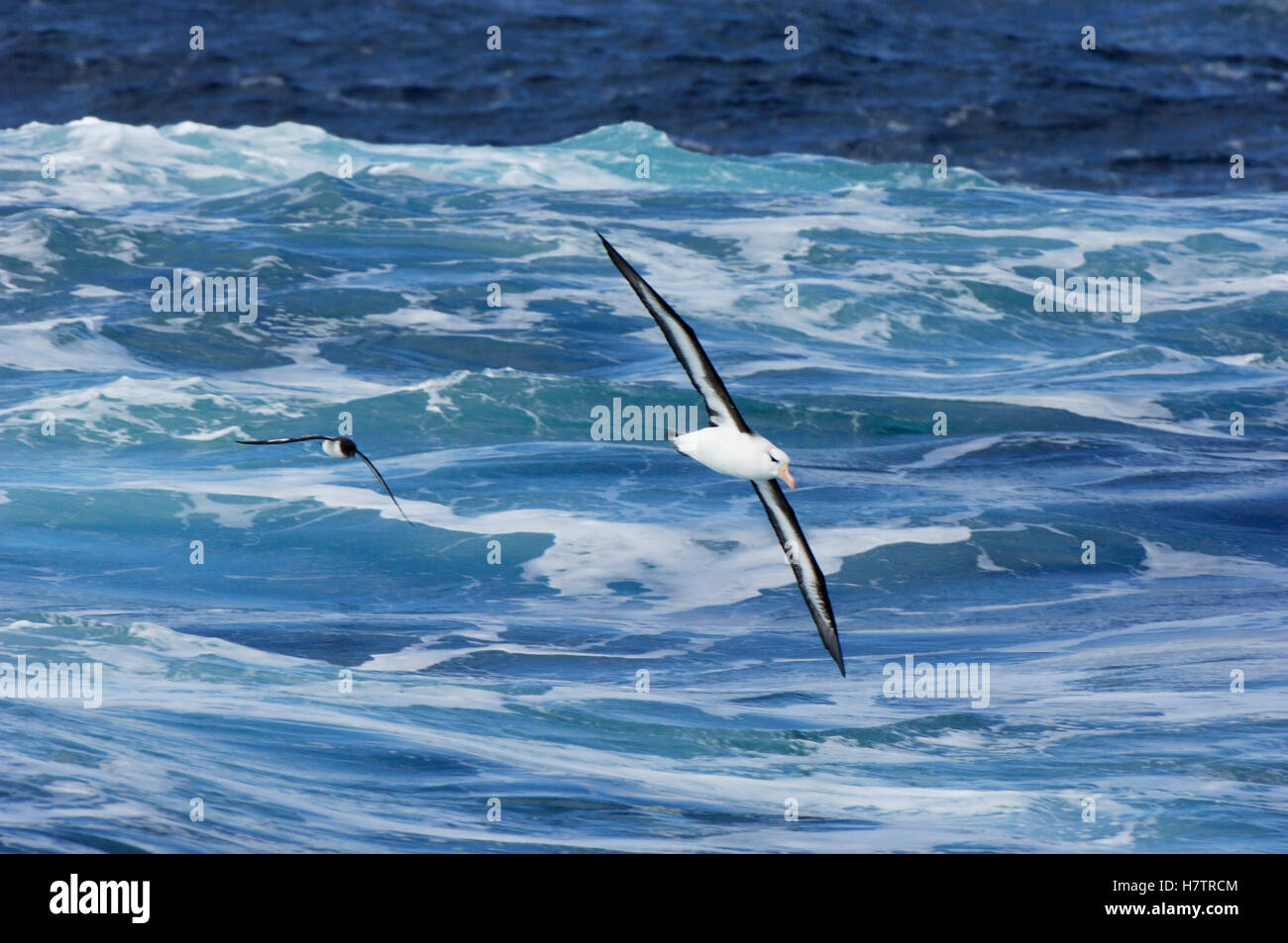 Black-browed Albatross (Thalassarche melanophrys) and Pintado Petrel ...