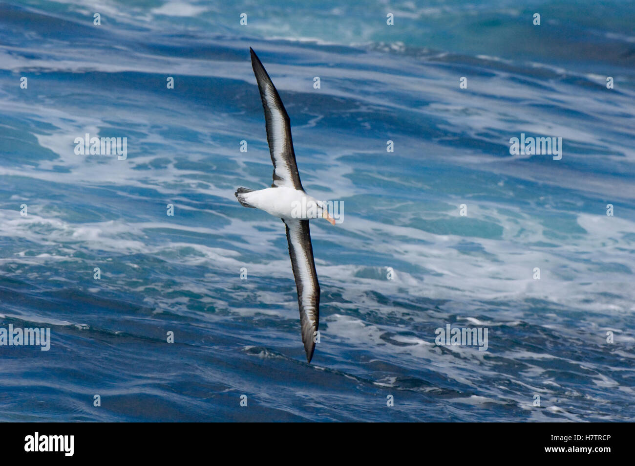 Black-browed Albatross (Thalassarche melanophrys) flying, Drake Passage ...