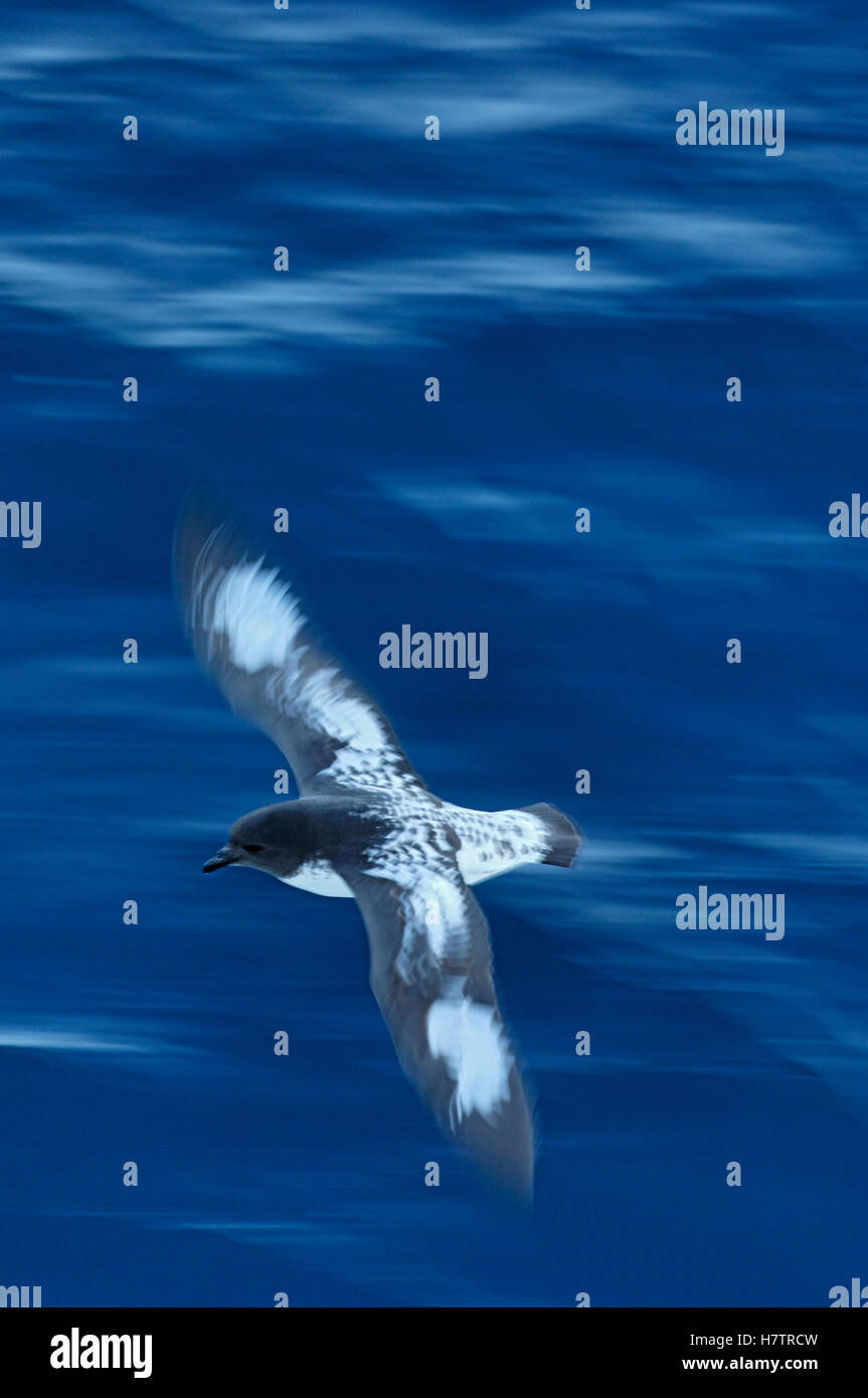 Pintado Petrel (Daption capense) flying, Brown Bluff, Antarctica Stock ...