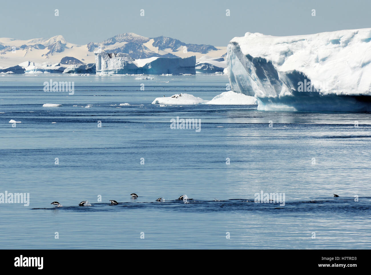 Adelie Penguin (Pygoscelis adeliae) group swimming, Antarctica Stock ...