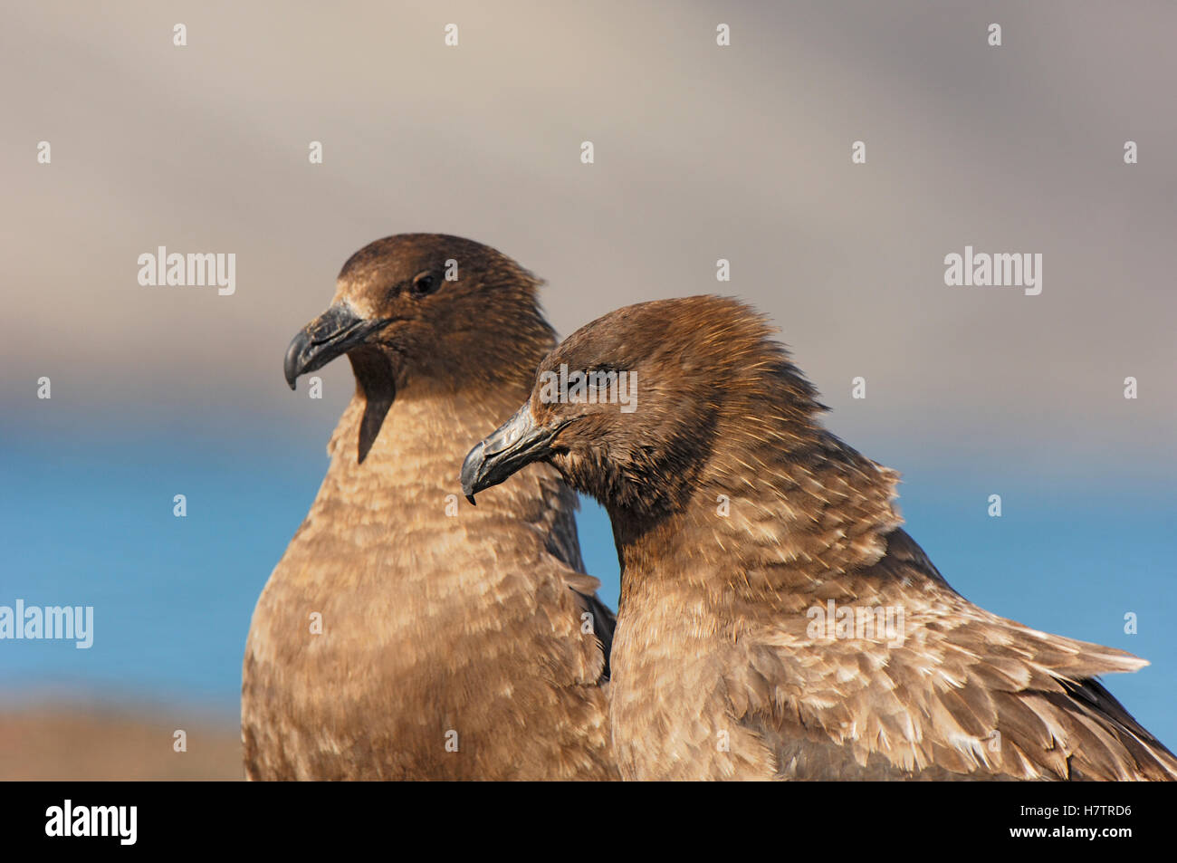 Antarctic Skua (Catharacta antarctica) pair, Cuverville Island, Antarctica Stock Photo - Alamy