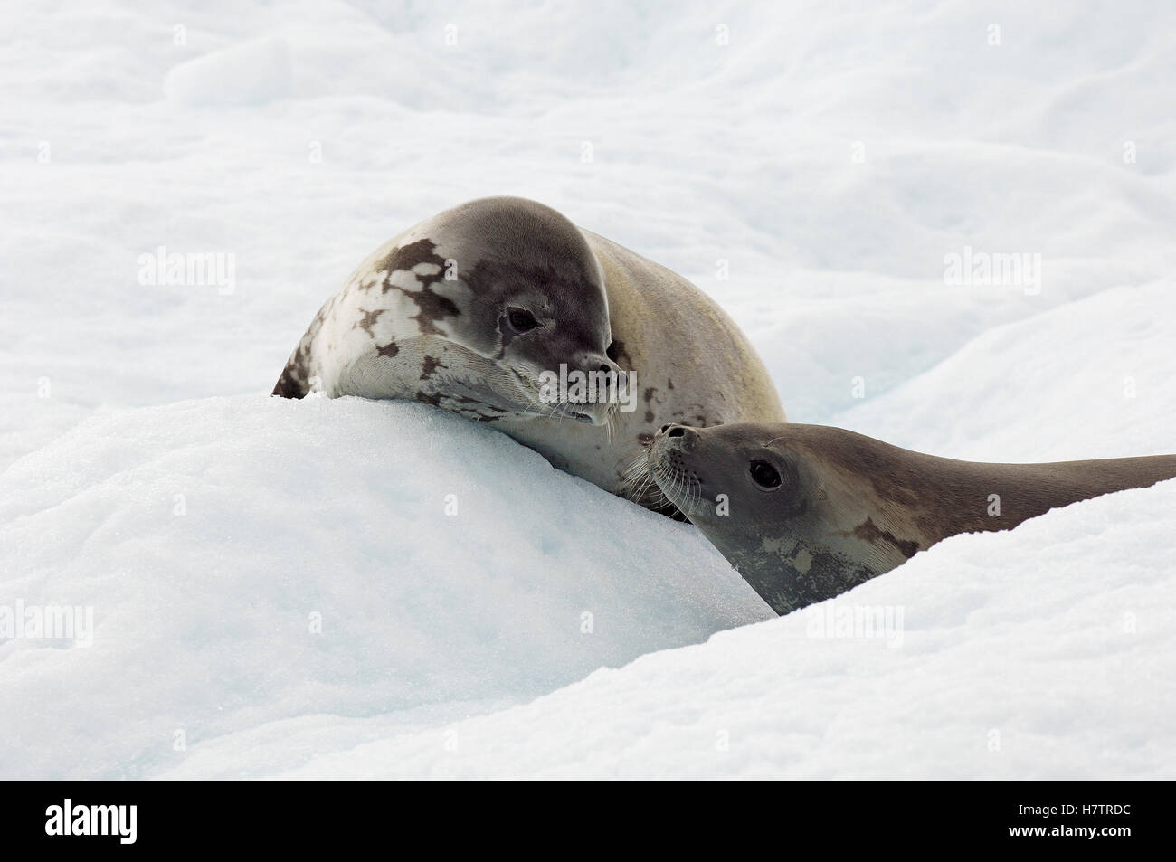 Crabeater Seal (Lobodon carcinophagus) pair on ice, Paulet Island ...