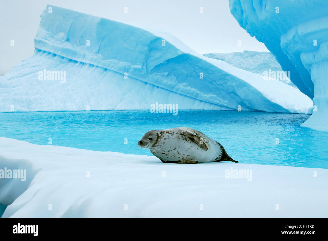 Crabeater Seal (Lobodon carcinophagus) on iceberg, Pleneau Bay ...
