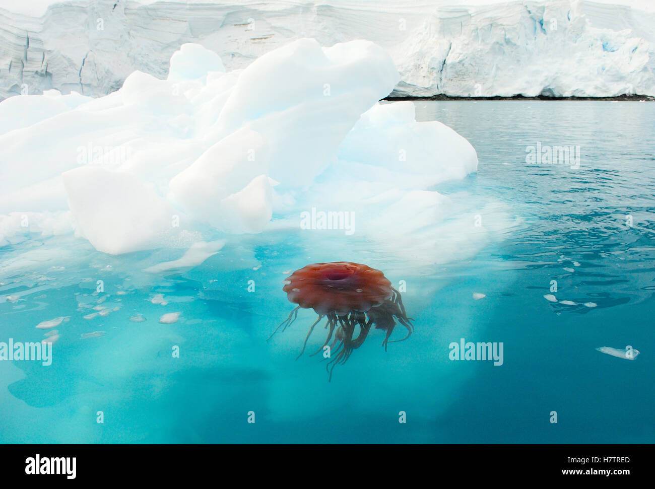 Jellyfish near an ice floe, Paradise Bay, Antarctica Stock Photo - Alamy